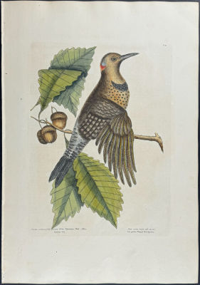 Lot 58354 - Catesby, Folio - Gold Winged Woodpecker with Chesnut Oak. 1 ...