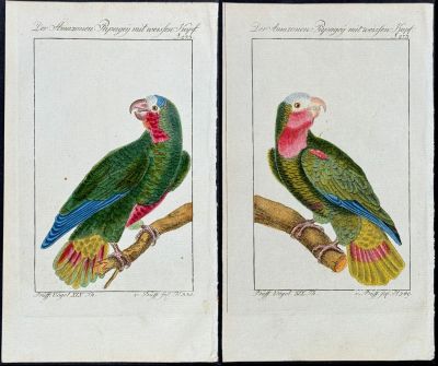 Lot 58511 - Buffon - Pair of Parrot Engravings | Trillium Rare Prints