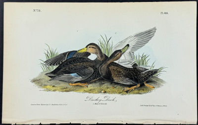 Lot 58524 - Audubon - Dusky Duck. 386 | Trillium Rare Prints