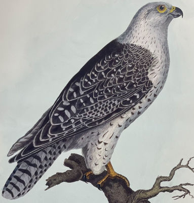 Lot 58557 - Selby, Folio - Jer Falcon. 14 | Trillium Rare Prints