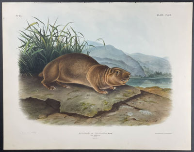 Lot 58568 - Audubon, Imperial Folio - Sewellel. 123 | Trillium Rare Prints