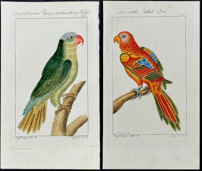 Lot 58708 - Buffon - 4 Parrot Engravings | Trillium Rare Prints