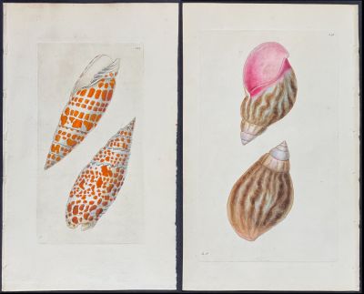 Lot 58901 - Shaw & Nodder - Lot of 6 Shell Engravings | Trillium Rare ...
