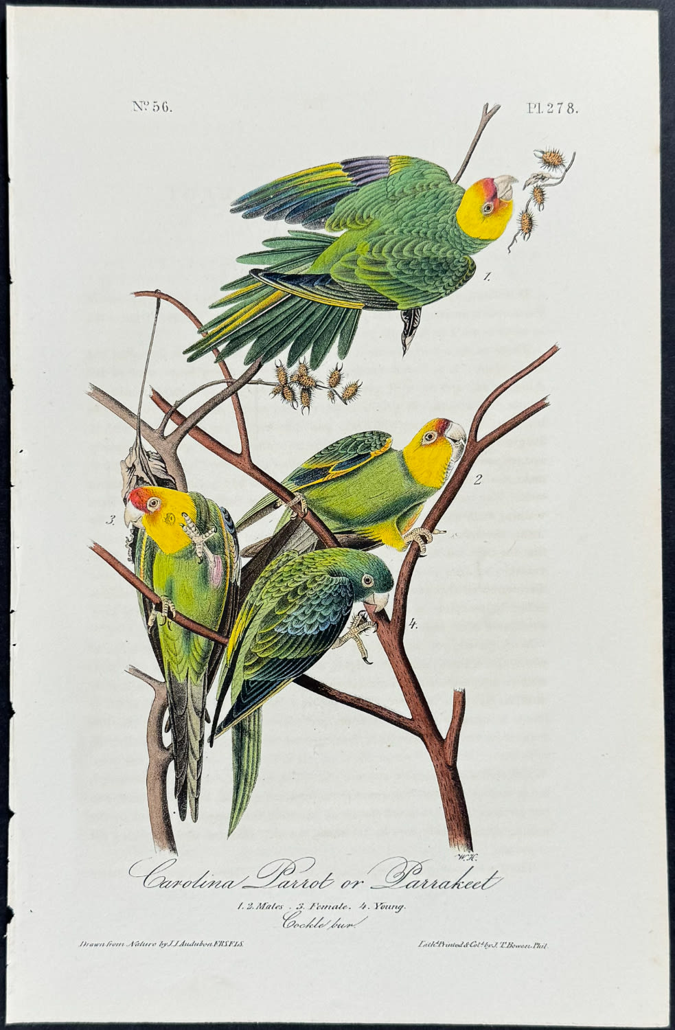 Lot 58929 - Audubon - Carolina Parrot or Parrakeet. 275 | Trillium Rare ...