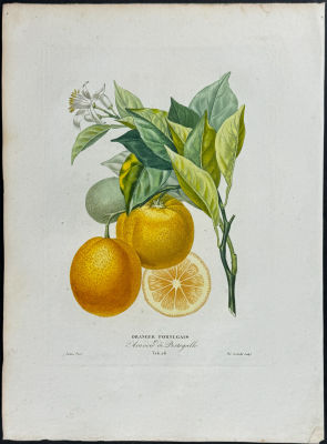 Lot 59077 - Risso - Orange. 26 | Trillium Rare Prints