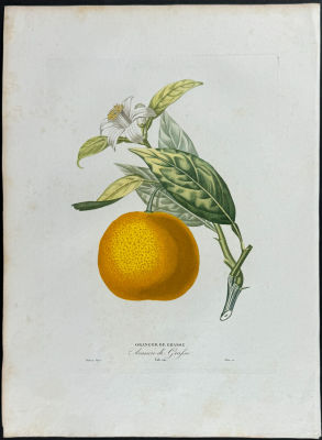 Lot 59078 - Risso - Orange. 24 | Trillium Rare Prints