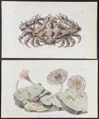Lot 59109 - Shaw & Nodder - 6 Sea Life Engravings | Trillium Rare Prints