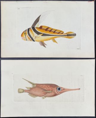 Lot 59110 - Shaw & Nodder - 6 Fish Engravings | Trillium Rare Prints