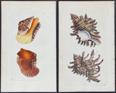 Lot 59111 - Shaw & Nodder - 6 Shell Engravings | Trillium Rare Prints