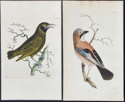 Lot 59113 - Shaw & Nodder - 6 Bird Engravings | Trillium Rare Prints