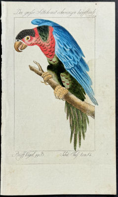 Lot 59115 - Buffon - Parrot or Macaw | Trillium Rare Prints