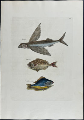 Lot 59166 - Catesby, Folio - Flying Fish, Rudder Fish & Fresh-Water ...