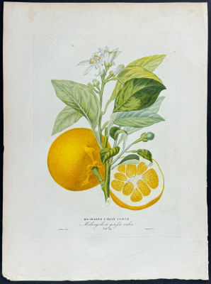 Lot 59240 - Risso - Orange. 34 | Trillium Rare Prints