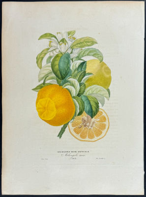 Lot 59241 - Risso - Orange. 35 | Trillium Rare Prints