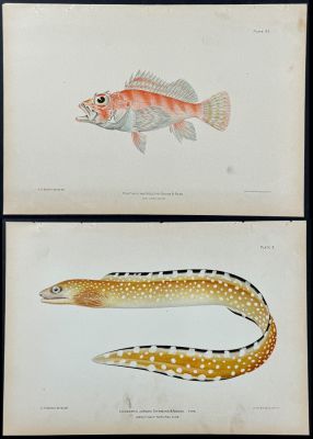 Lot 59253 - Bien - 12 Prints of Fish, Eel, Maps | Trillium Rare Prints