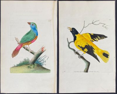 Lot 59262 - Shaw & Nodder - 10 Bird Engravings | Trillium Rare Prints