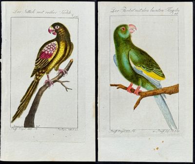 Lot 59265 - Buffon - 3 Parrot Engravings | Trillium Rare Prints