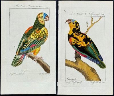 Lot 59266 - Buffon - 4 Parrot Engravings | Trillium Rare Prints