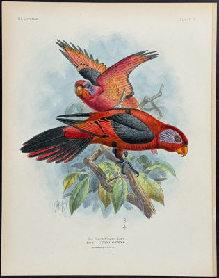 Lot 59284 - Mivart & Keulemans - Black-winged Lory | Trillium Rare Prints