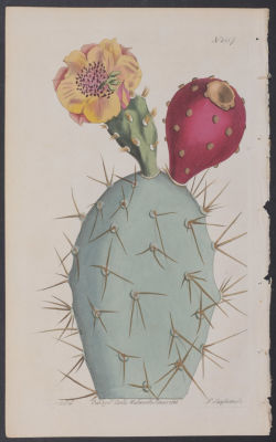 Lot 59475 - Curtis - Lesser Black-spined Indian-Fig. 1557 | Trillium ...