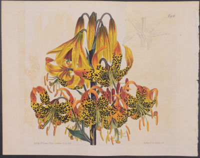 Lot 59478 - Curtis - Superb Lily. 936 | Trillium Rare Prints