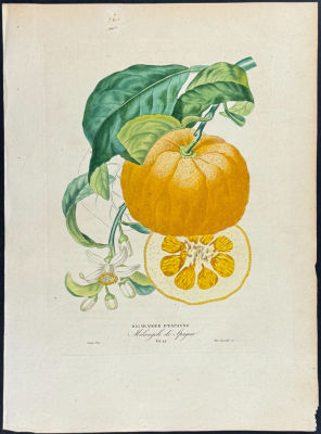 Lot 59490 - Risso - Orange or Citrus Fruit. 44 | Trillium Rare Prints