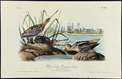 Lot 59539 - Audubon - Wilsons Snipe, Common Snipe. 350 | Trillium Rare ...