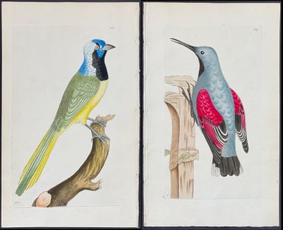 Lot 59690 - Shaw & Nodder - 10 Bird Engravings | Trillium Rare Prints