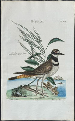 Lot 59727 - Catesby & Seligmann - Chattering Plover (Killdeer). 42 ...