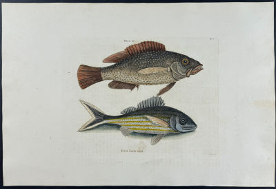Lot 59752 - Catesby, Folio - Negro Fish & Black Tail. 2-7 | Trillium ...