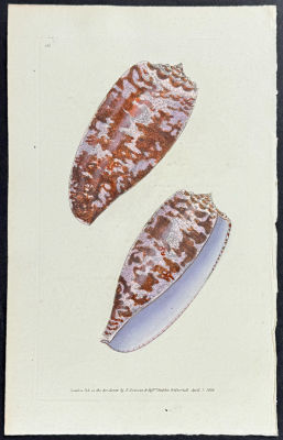 Lot 59866 - Donovan - Geographic Cone Shell. 111 | Trillium Rare Prints