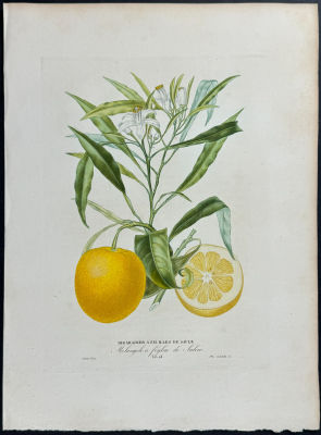 Lot 59892 - Risso - Lemon or Citrus Fruit. 48 | Trillium Rare Prints