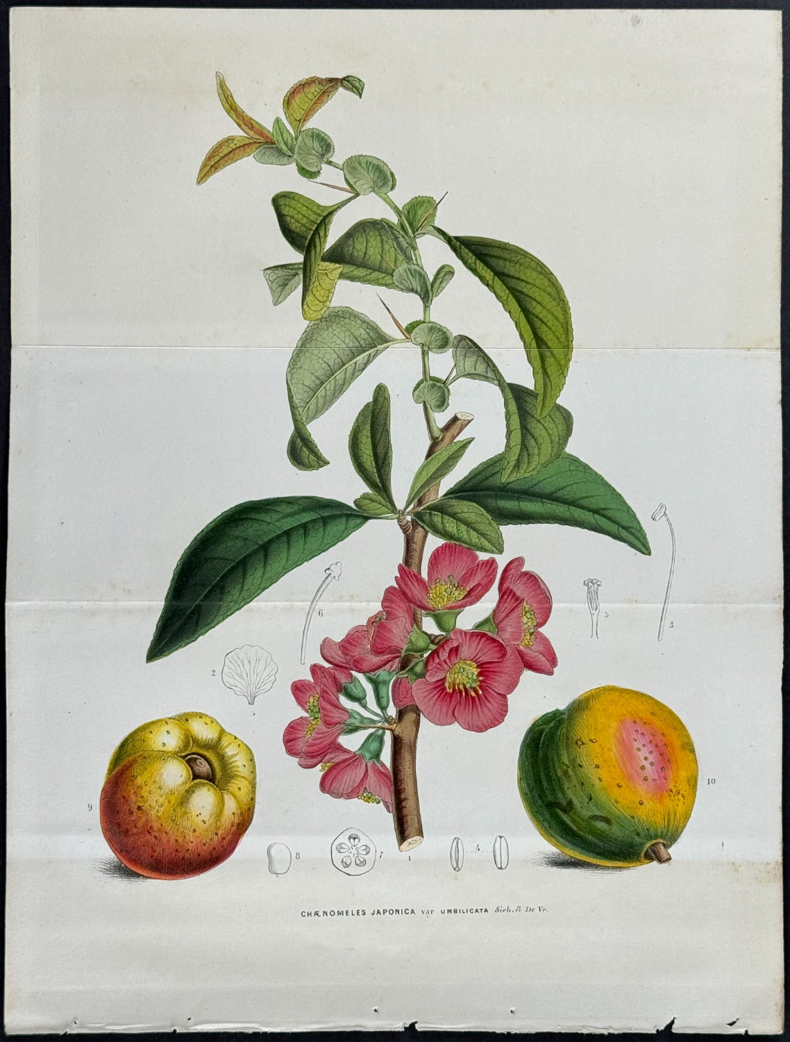 Lot 60089 - Van Houtte - Japanese Quince | Trillium Rare Prints