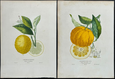 Lot 60269 - Risso - 4 Citrus Fruit Engravings | Trillium Rare Prints