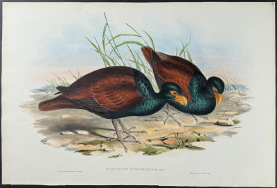 Lot 60353 - Gould, Australia - Tooth-billed Pigeon or Manumea ...