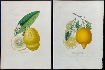 Lot 60674 - Risso - 4 Citrus Fruit Engravings | Trillium Rare Prints