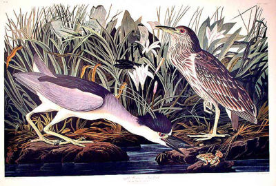 Lot 60727 - Audubon, Amsterdam Ed - Night Heron or Qua Bird. 236 ...