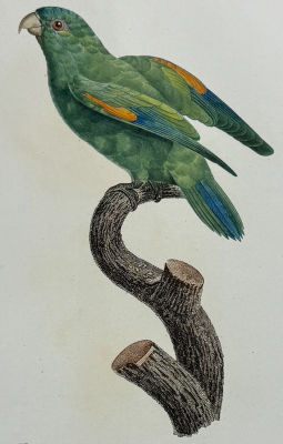 Lot 60749 - Barraband - Parrot. 58 | Trillium Rare Prints