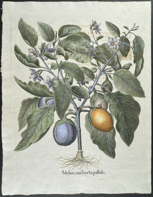 Lot 60881 - Besler - Eggplant (Melanzana fructu pallido) | Trillium ...
