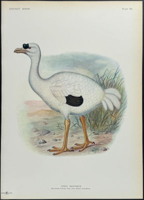 Lot 60939 - Rothschild, Extinct - Reunion Dodo Bird or Rodrigues ...
