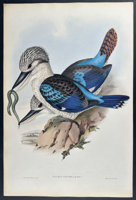 Lot 60951 - Gould, Australia - Leach's Kingfisher | Trillium Rare Prints