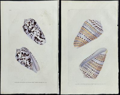 Lot 61085 - Donovan - 3 Cone Shell Engravings | Trillium Rare Prints