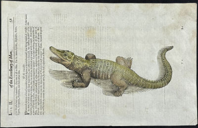 Lot 61243 - Pare, pub. 1664 - Crocodile or Alligator | Trillium Rare Prints