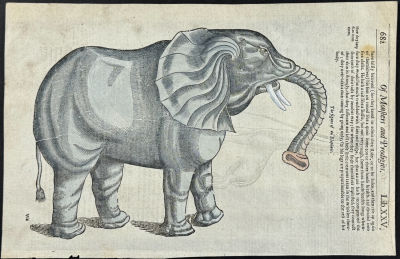 Lot 61244 - Pare, pub. 1664 - Elephant | Trillium Rare Prints