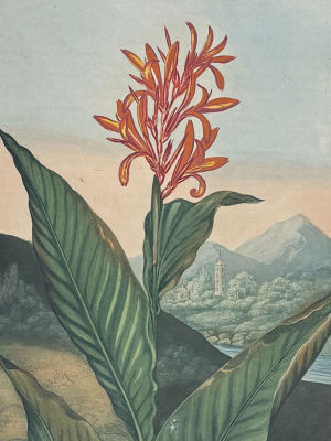 Lot 61528 - Thornton - Indian Reed | Trillium Rare Prints