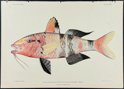 Lot 61697 - Bien, Hawaii - Manybar Goat-Fish or Moano. 22 | Trillium ...