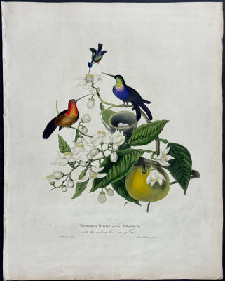 Lot 62070 - Forbes - Hummingbirds of the Brasils, with the nest on the ...