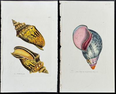 Lot 62085 - Shaw & Nodder - Pair of Shell Engravings | Trillium Rare Prints
