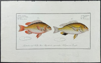 Lot 62100 - Bloch, Folio - Japanese Grunt & Double String Fish; Anthias ...
