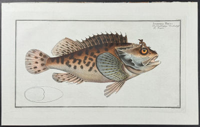 Lot 62102 - Bloch, Folio - Fish; Scorpaena Porcus. 181 | Trillium Rare ...